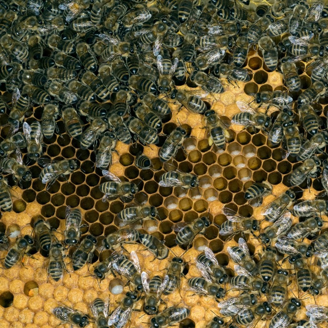 Bees In Winter - Home and Hive
