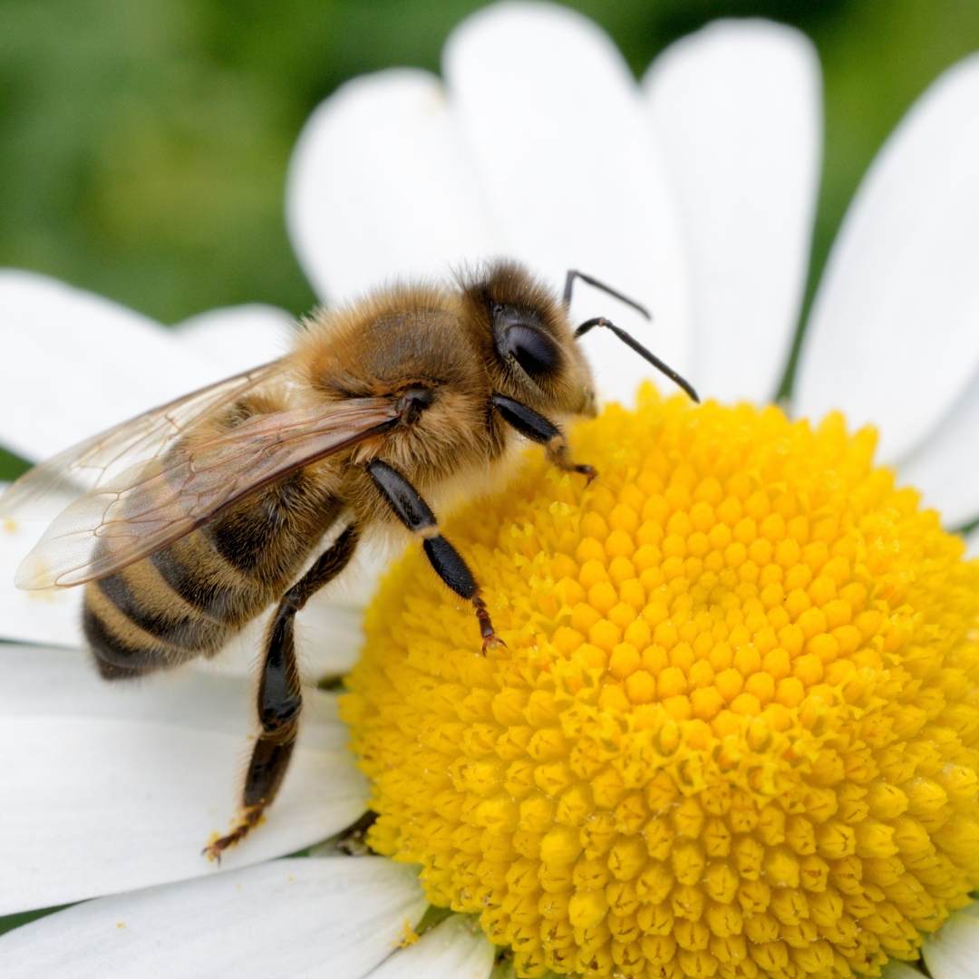 The Importance of Bees - Home and Hive