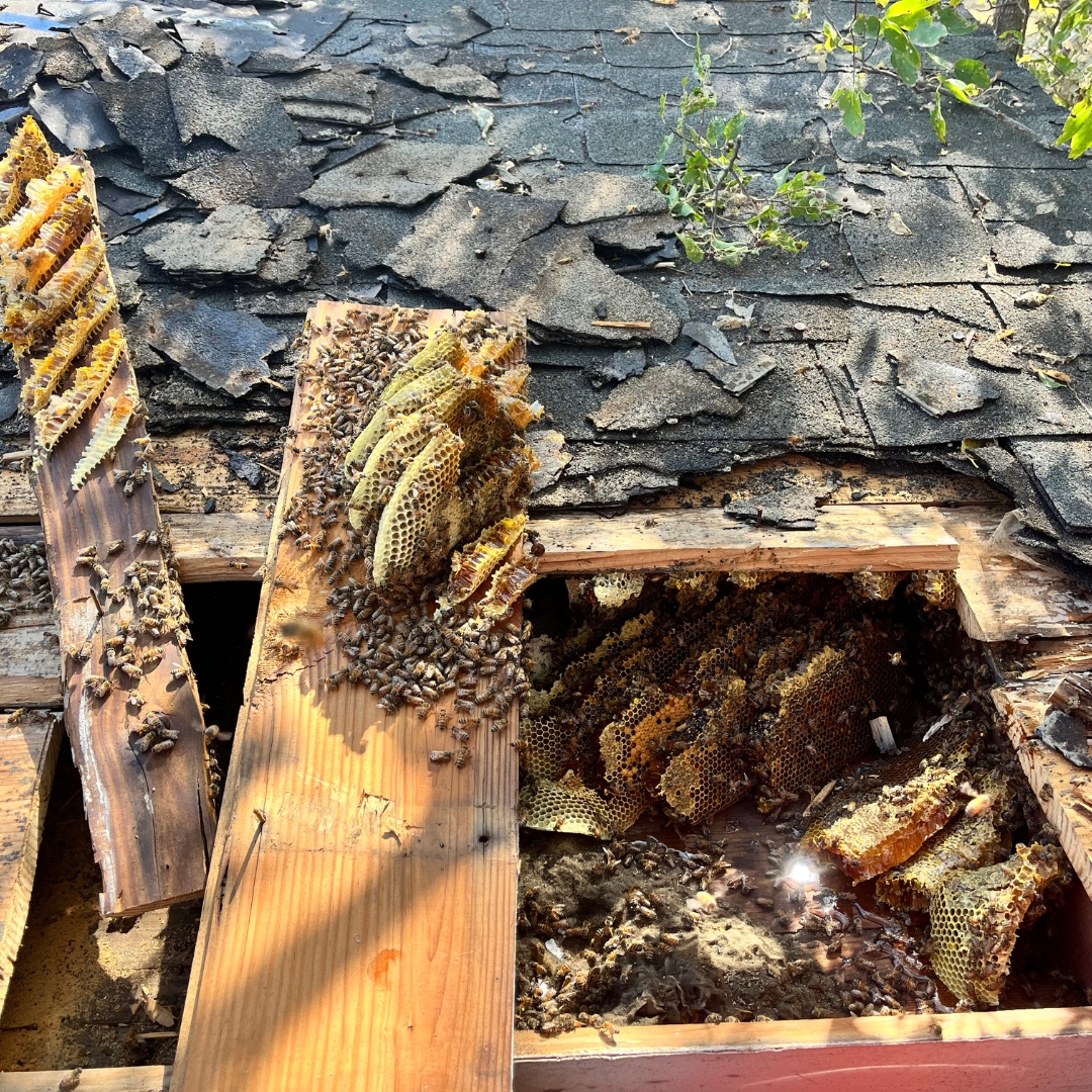 A Bee Removal Overview – 10 Common Questions Answered - Home and Hive